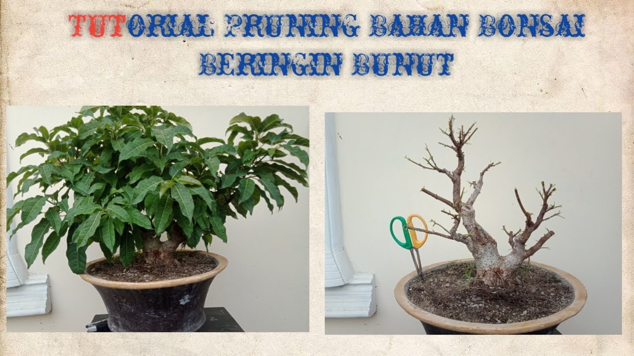 Tutorial Pemangkasan / Pruning Bahan Bonsai Bunut - YouTube