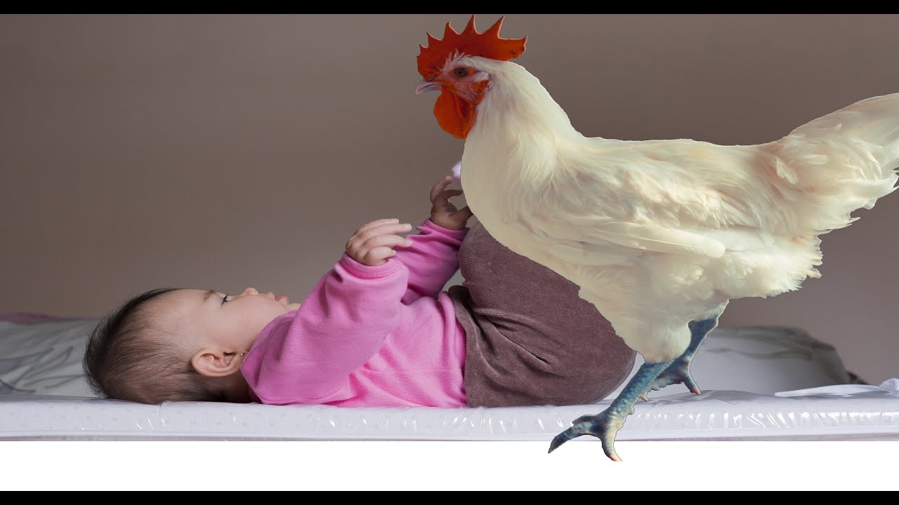 Funny Chickens Chasing Troll Babies and Kids_Funny Baby And Pet - YouTube