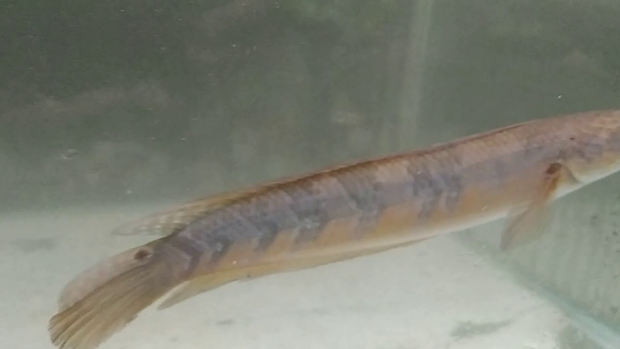 Red Maru Borneo Locality Sentarum 20cm - YouTube