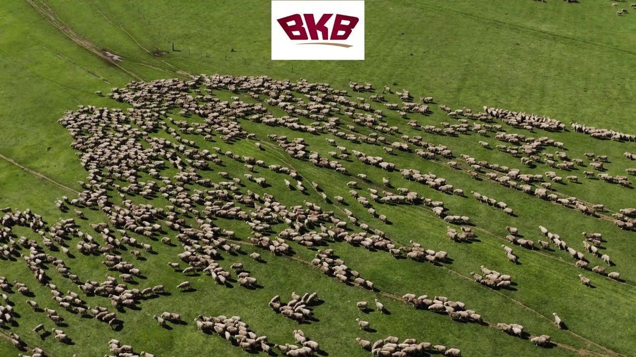 BKB Live Wool Auction | 17 November 2021 - YouTube