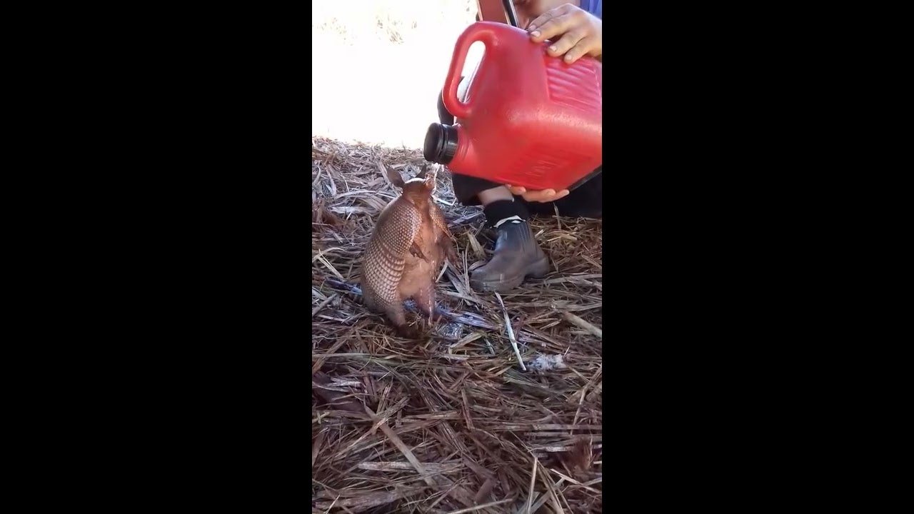 Armadillo Likes Water - YouTube