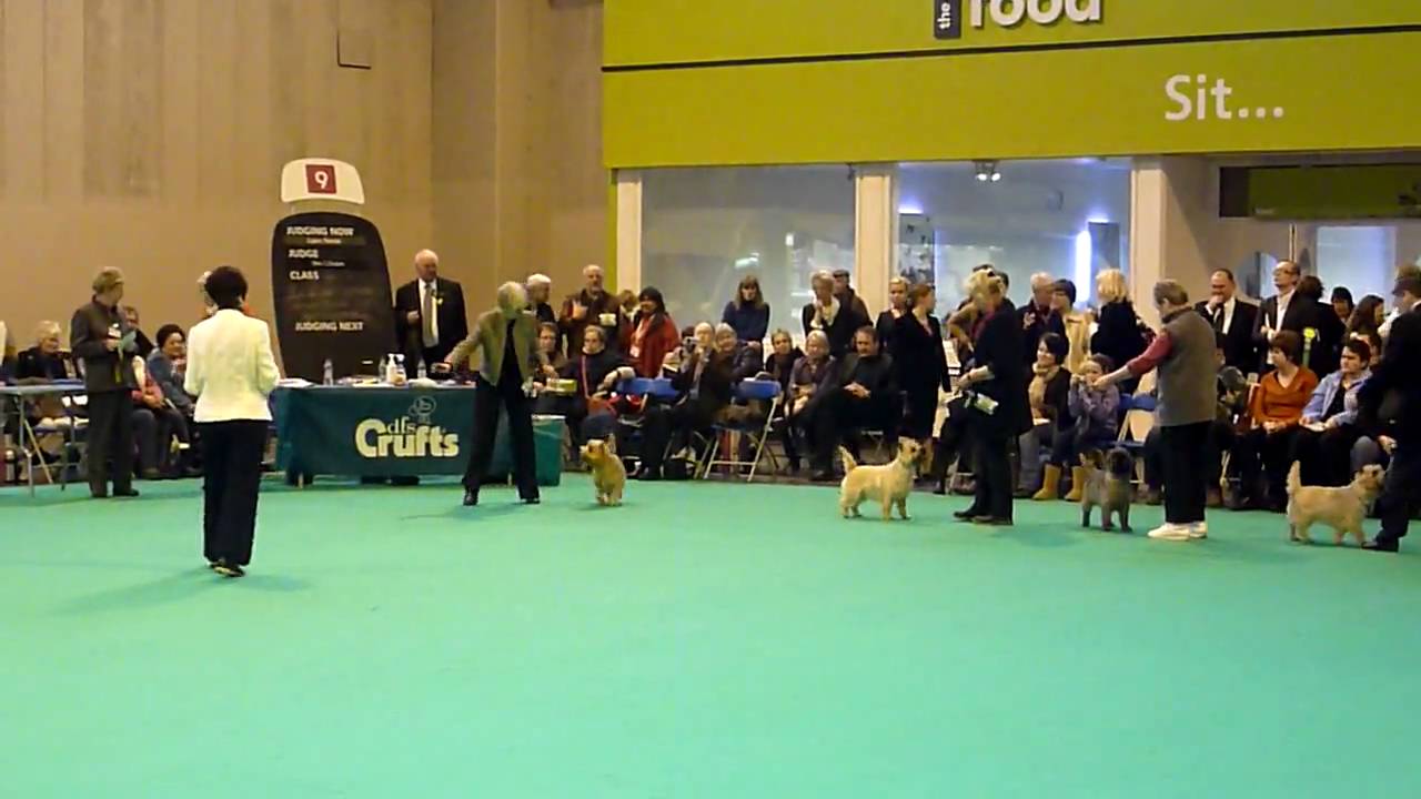 Cairn Terrier DCC Crufts 2010.MOV - YouTube