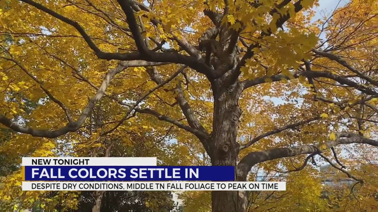Fall colors settle in - YouTube