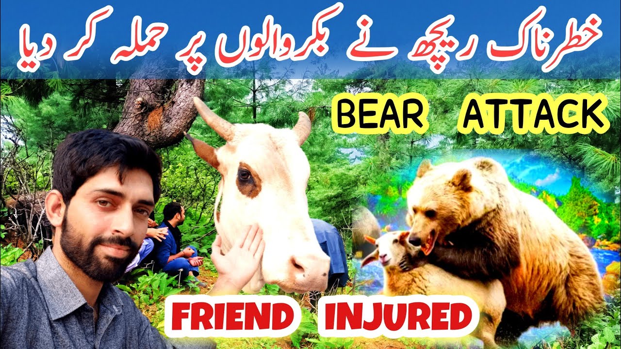 🐆Terrifying Bear Attack on Nomadic Animals | Pahadi Pulse Vlogs - YouTube