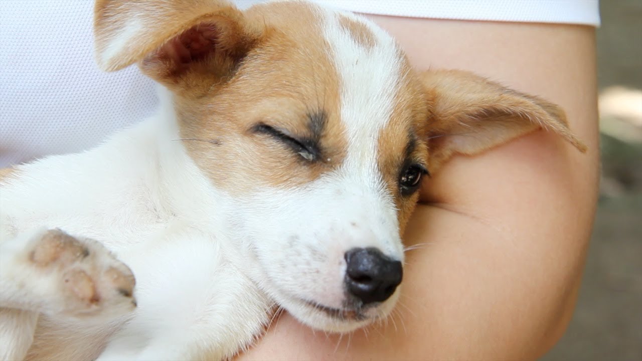 Animal Sanctuary by 4PAWS Penang Animal Welfare Society - YouTube