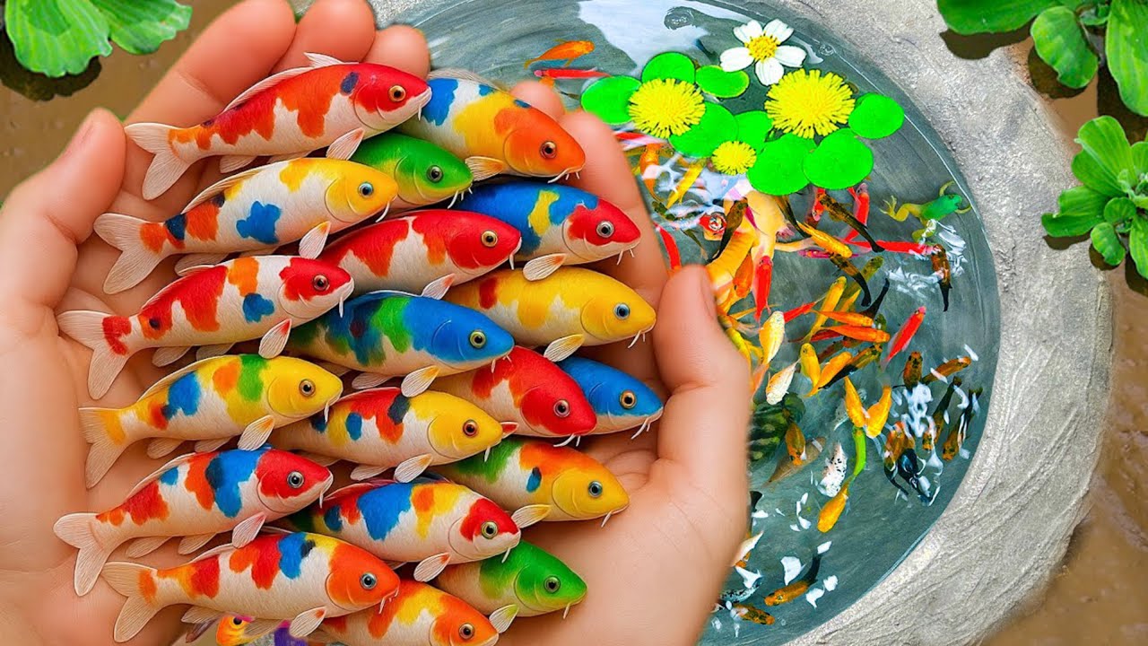 Catching Tiny Snakehead Fish In Colorful Surprise Eggs In Caves, Betta ...