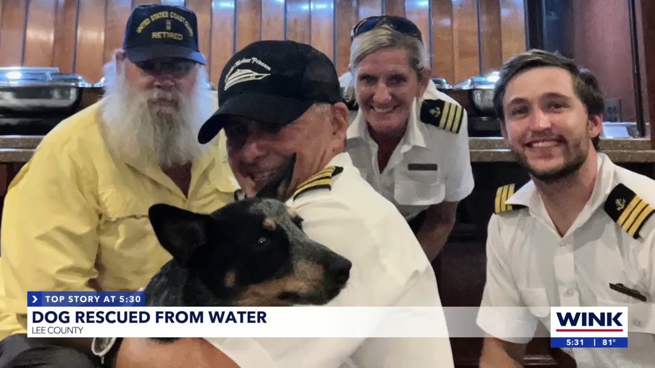 Dog rescued from water - YouTube