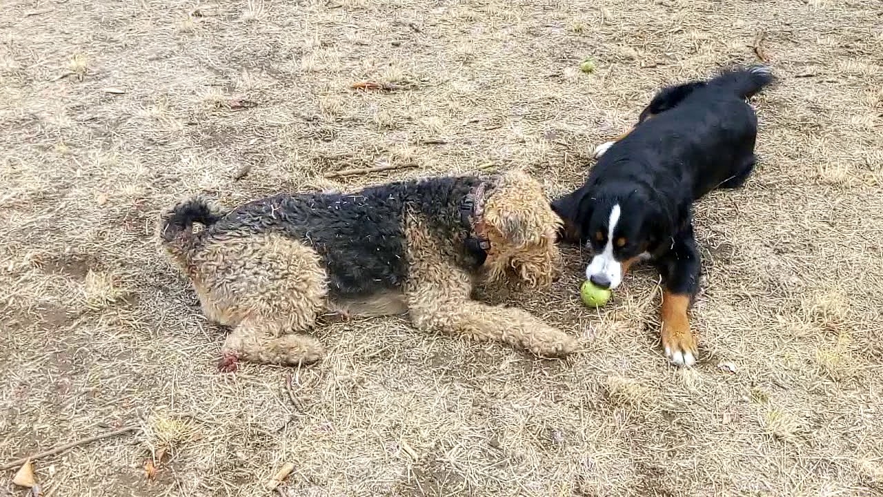 MOdesty Airedale Terrier and Nora Bernese Mountain Dog - YouTube