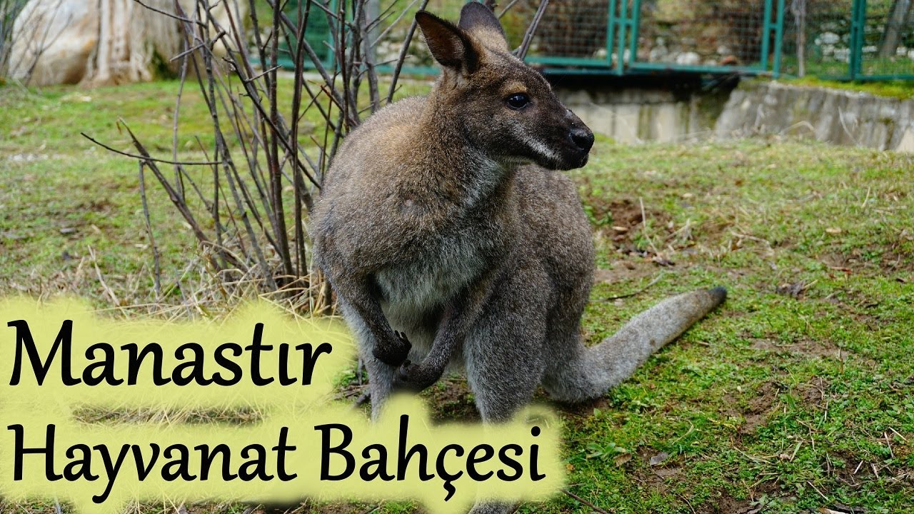 Manastır Hayvanat Bahçesi l Bitola Zoo l VLOG l Makedonya - YouTube