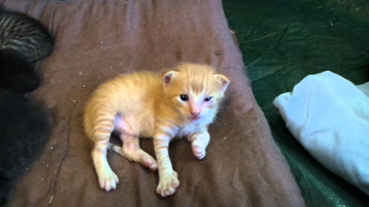 Curious kittens at 17 days old. - YouTube