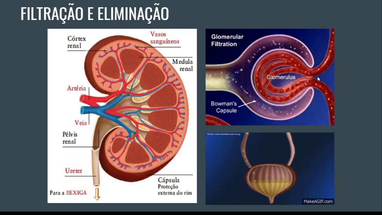 Imagens Do Sistema Excretor - FDPLEARN