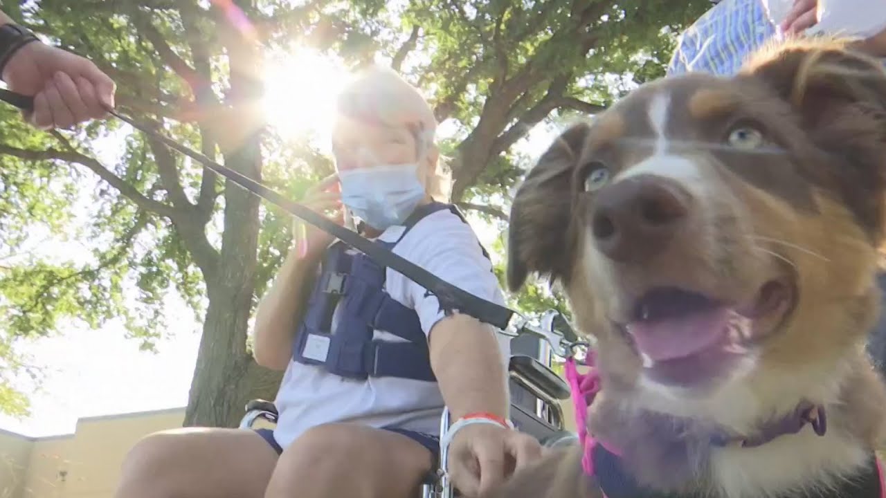 Puppy Parade lifts spirits of patients at Encompass Rehab - YouTube