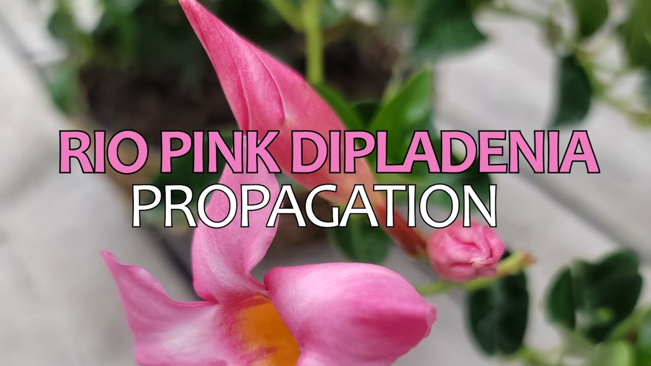 Rio Pink Dipladenia Propagation - YouTube