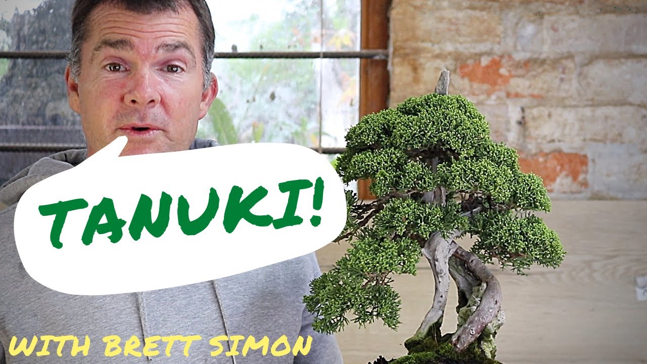 How to make a Tanuki bonsai - YouTube