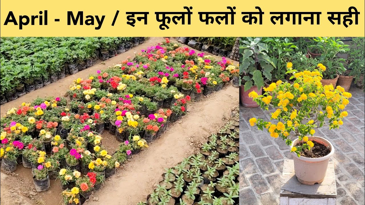 April - May / नर्सरी से इन परमानेंट फूलों फलों को लाकर लगाना बिलकुल सही ...