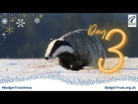 Badger Trust Badger Advent Day 3 2023