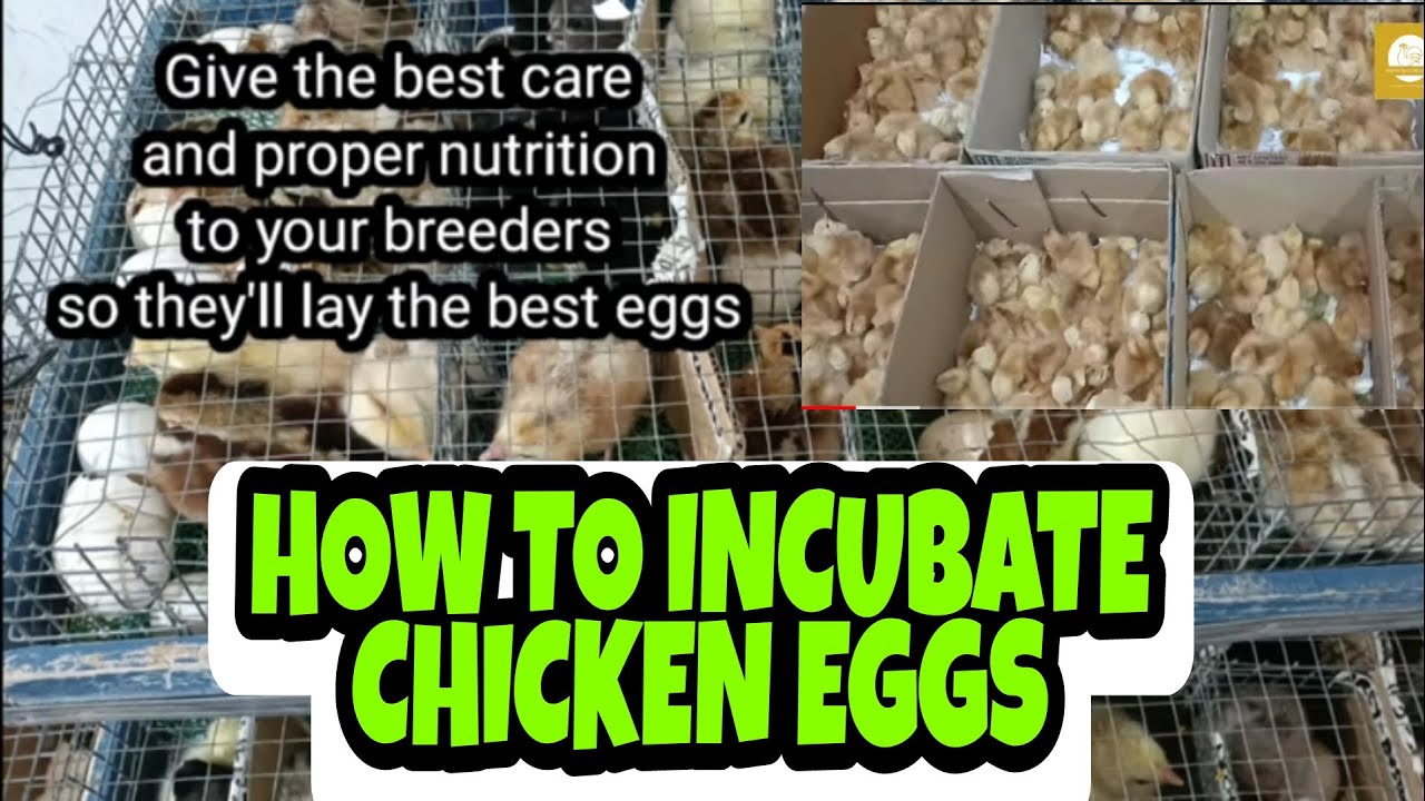 HOW TO INCUBATE CHICKEN EGGS/Some factors affecting incubation # ...