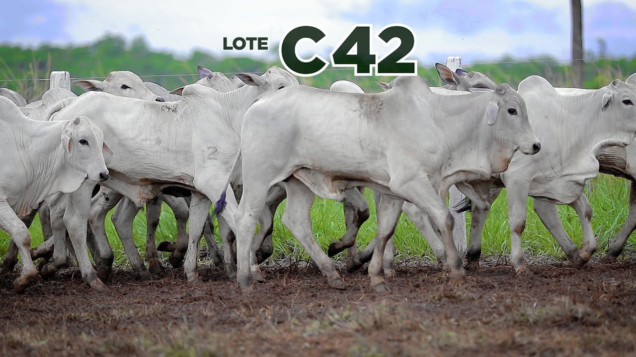 LOTE C42 - YouTube
