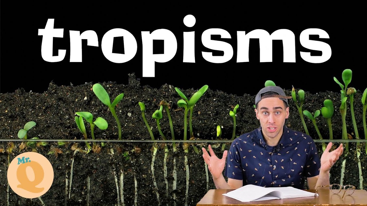Plant Tropisms - For Kids - YouTube