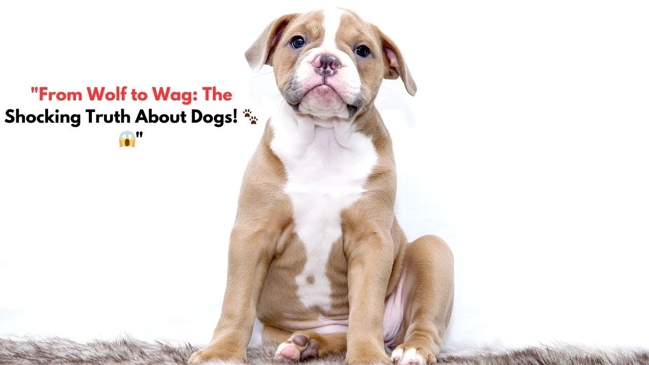 From Wild Hunters to Beloved Companions: The Untold Evolution of Dogs ...