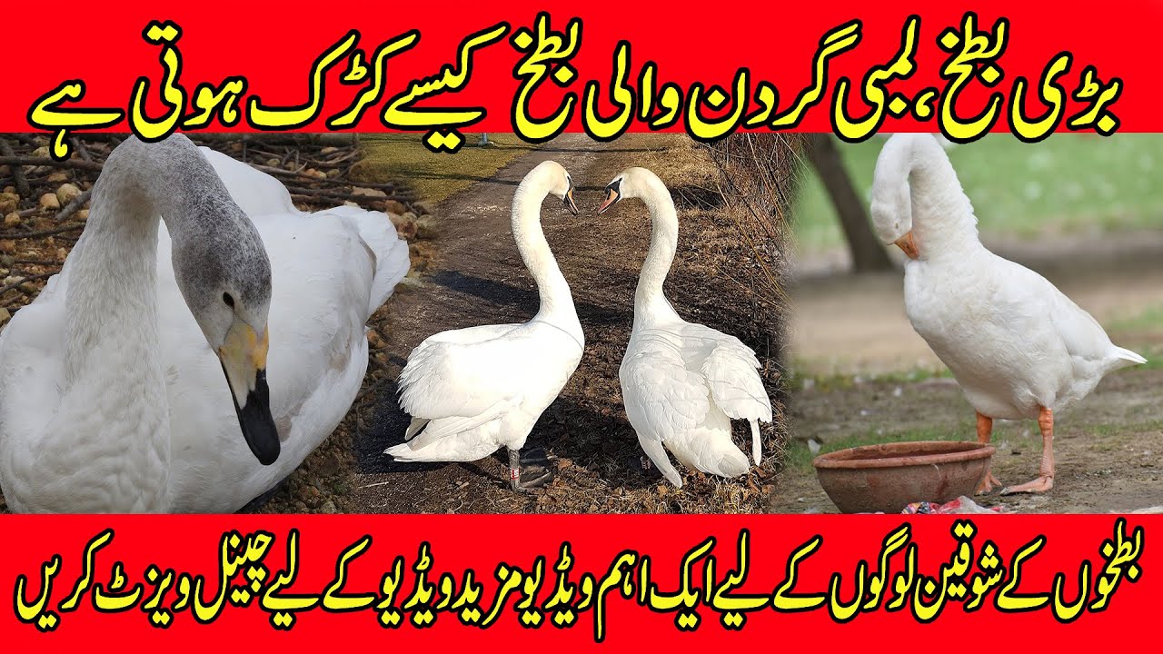 Big Duck Kurak || Duck Farming in Pakistan || Big Duck Chicks || Batakh ...