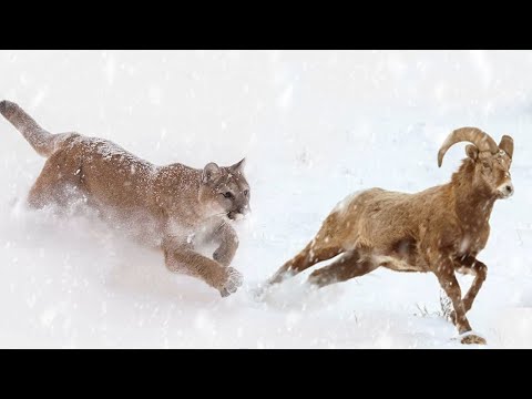 Mountain Lion vs Deer & Rams 😱❄️ | Epic Winter Predator Chase