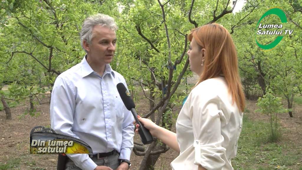 Cultivam Curmal chinezesc si Banana nordului - YouTube