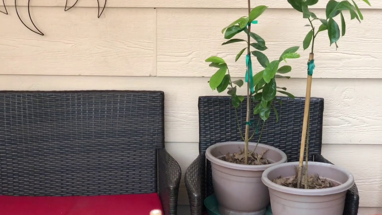 Update on my Soursop trees growing from Seeds in Containers - YouTube