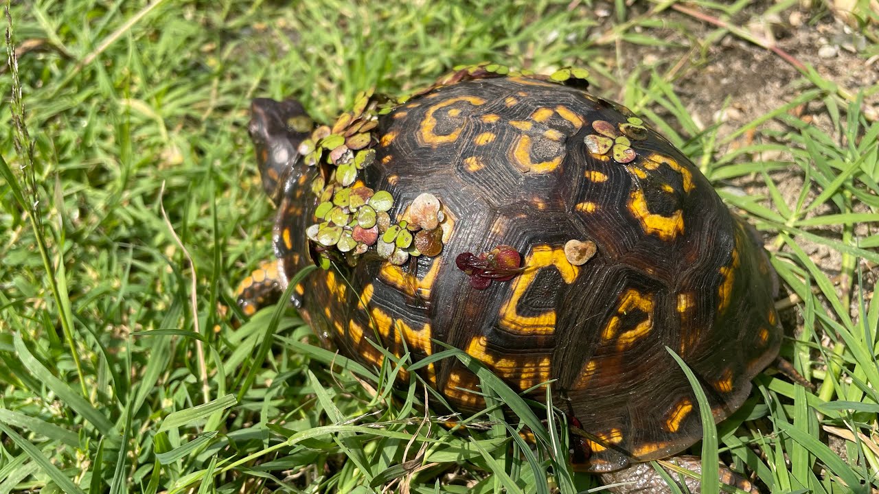 Finding baby Box Turtles on camera! - YouTube