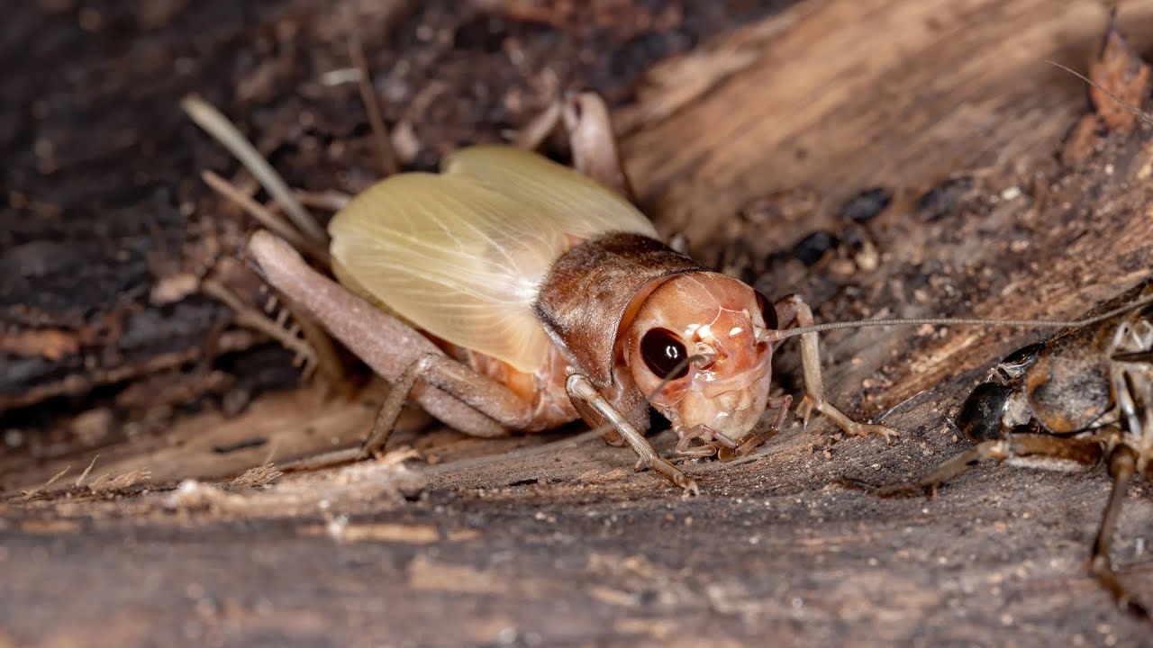 Crickets | Bugs - YouTube