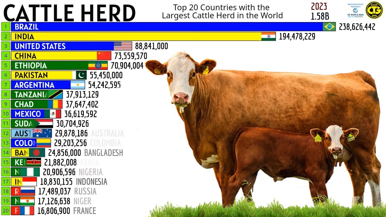 TOP 20 COUNTRIES WITH THE LARGEST CATTLE HERD IN THE WORLD - YouTube