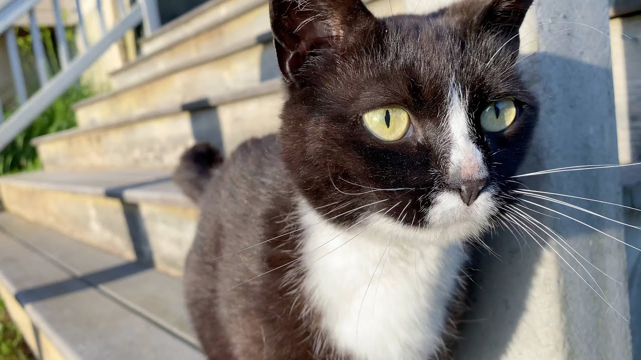 What Happened To Melo Cat? - YouTube