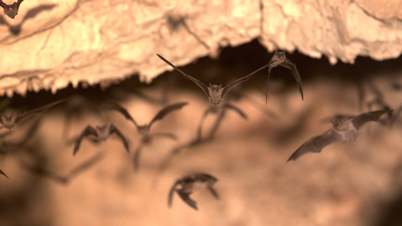 Lens of Time: Bat Ballet | bioGraphic - YouTube