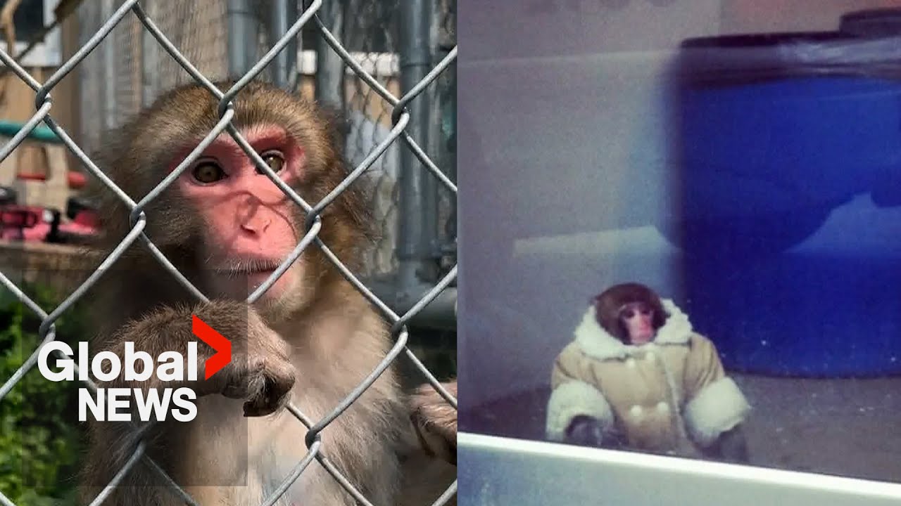 What ever happened to IKEA monkey? A look inside the primate sanctuary ...