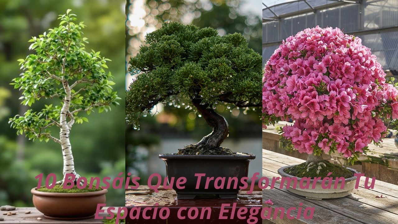 10 Bonsáis Que Transformarán Tu Espacio con Elegancia - YouTube