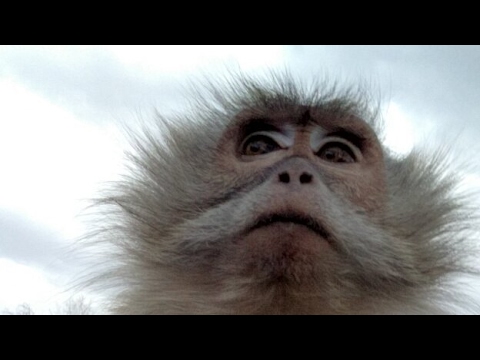 Angel The Monkey Getting Ready For The Homecoming - YouTube