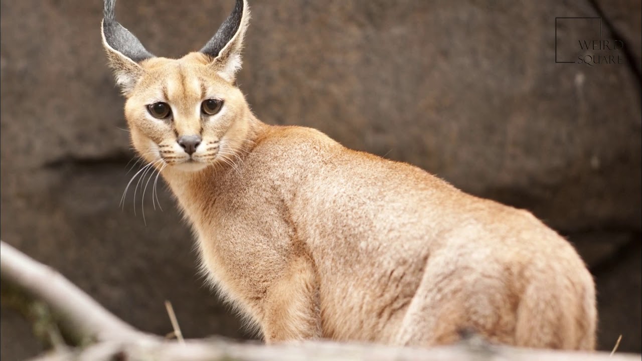 Intersting facts about Caracal by weird square - YouTube