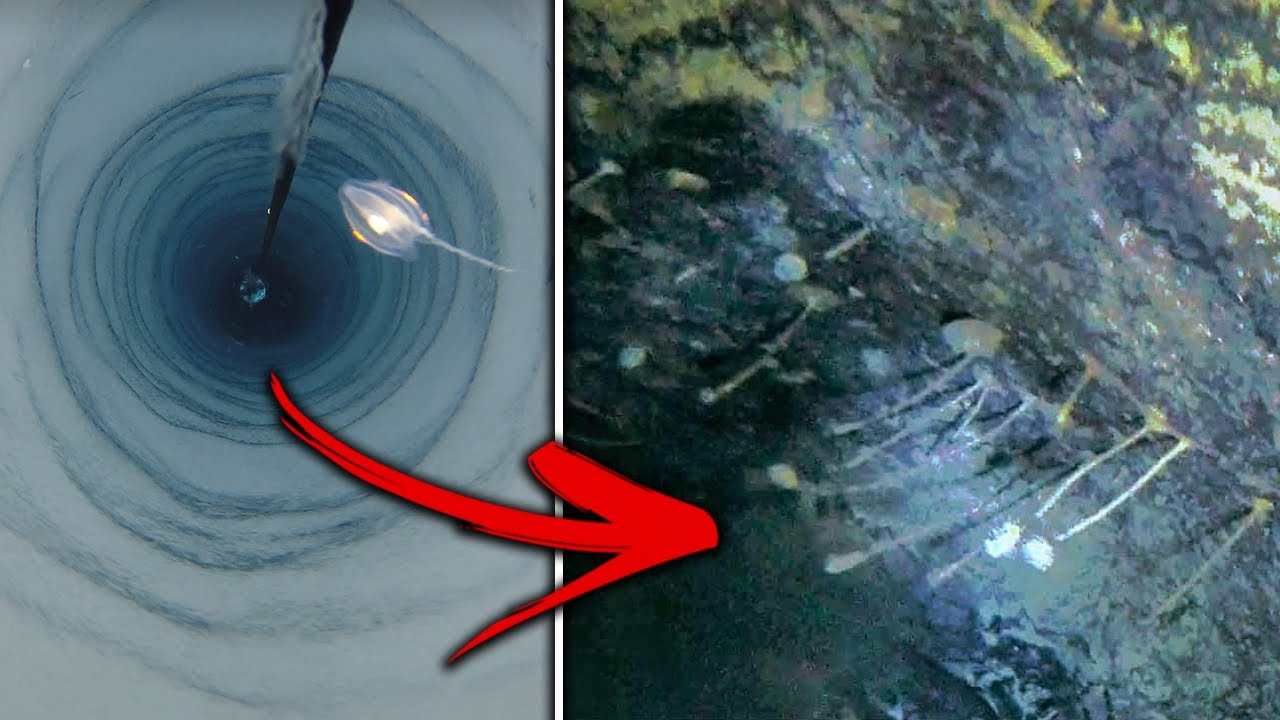 Cercetatorii Au Descoperit Accidental Viata Sub Gheata Din Antarctica ...