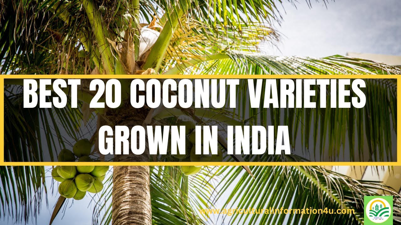 Best 20 Coconut Varieties Grown in India | Different Types of Coconut ...