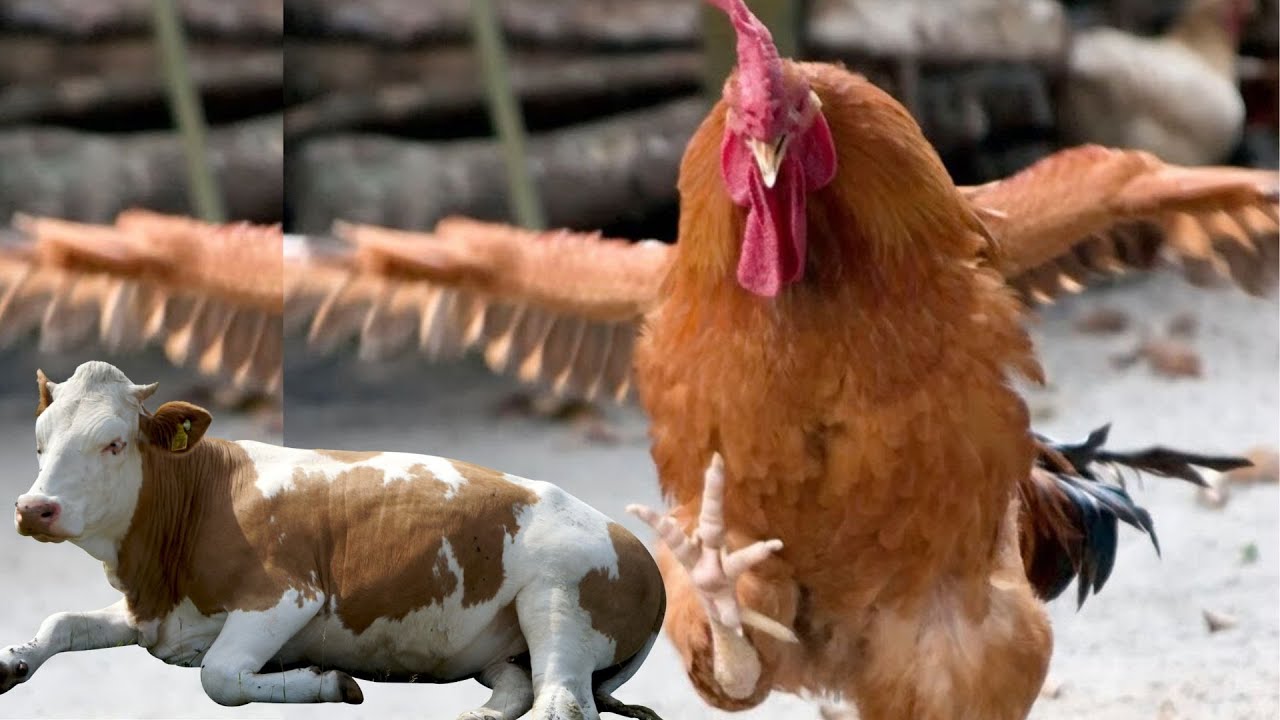 rooster attacks a cow - YouTube