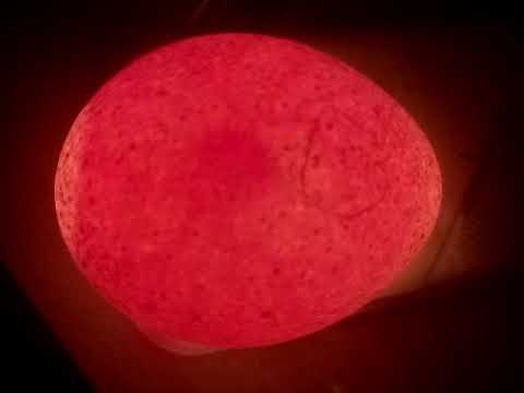 Yumurta döl kontrolü (6. Gün, ördek, hindi tavuk yumurtaları, neredeyse tüm yumurtalar dolu)