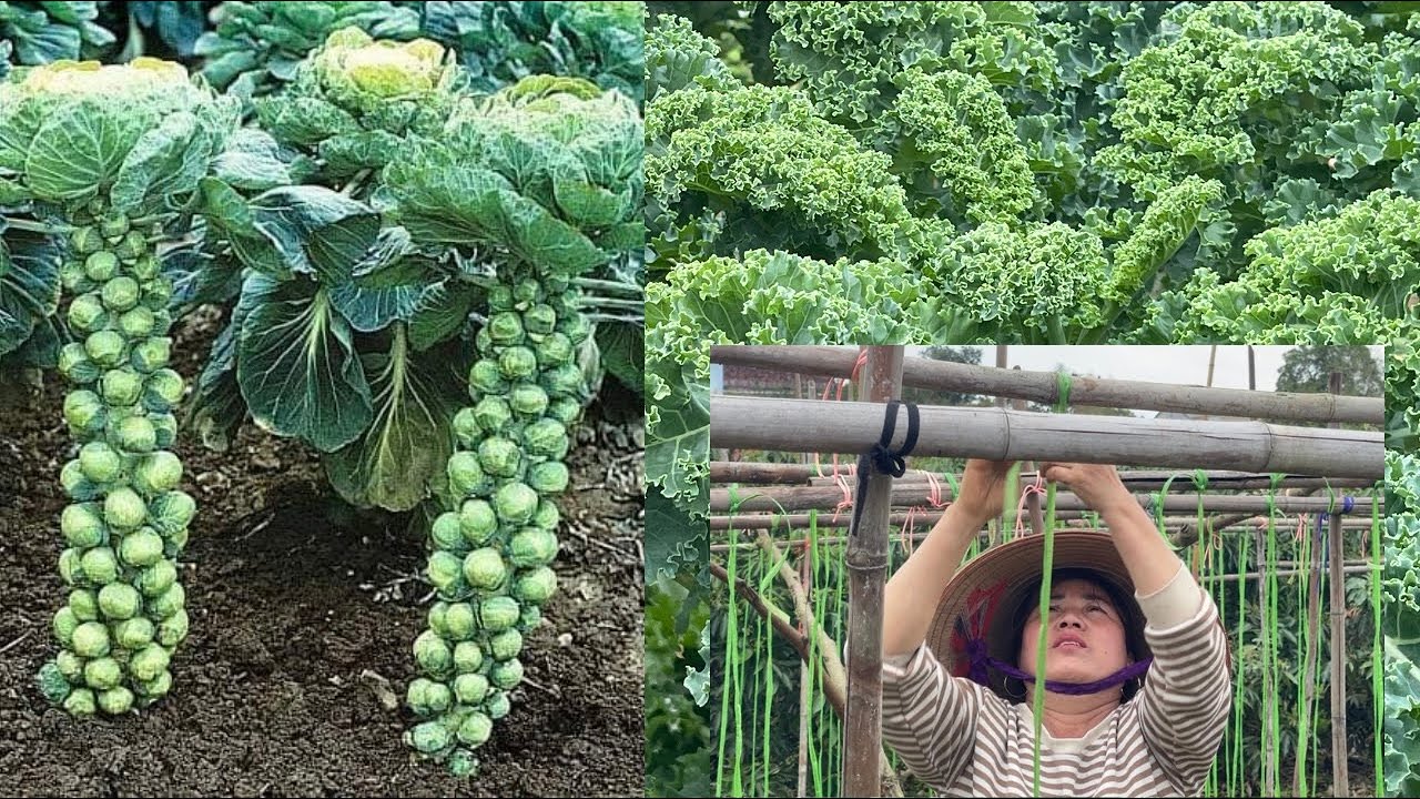 Stack vegetables and tie rope#pile of vegetables#farmer #farming # ...