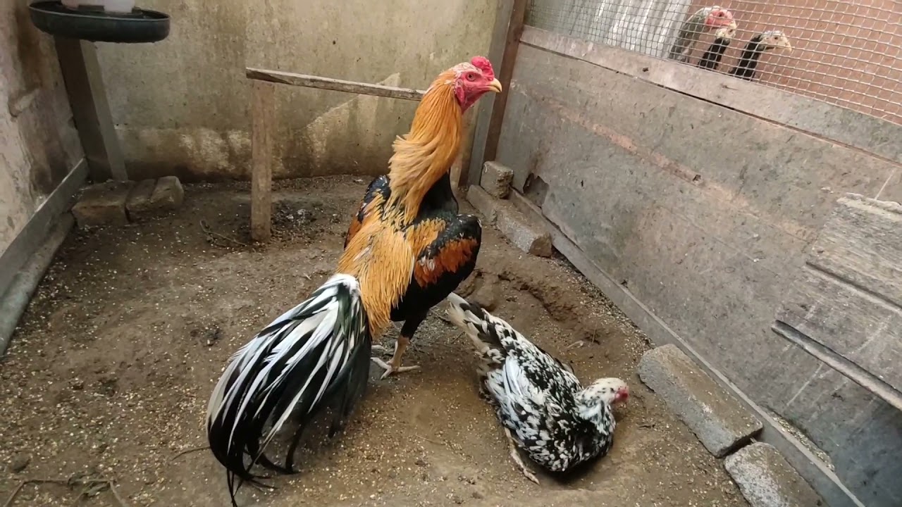 AYAM RATU LHK BAKA OSCAR - YouTube