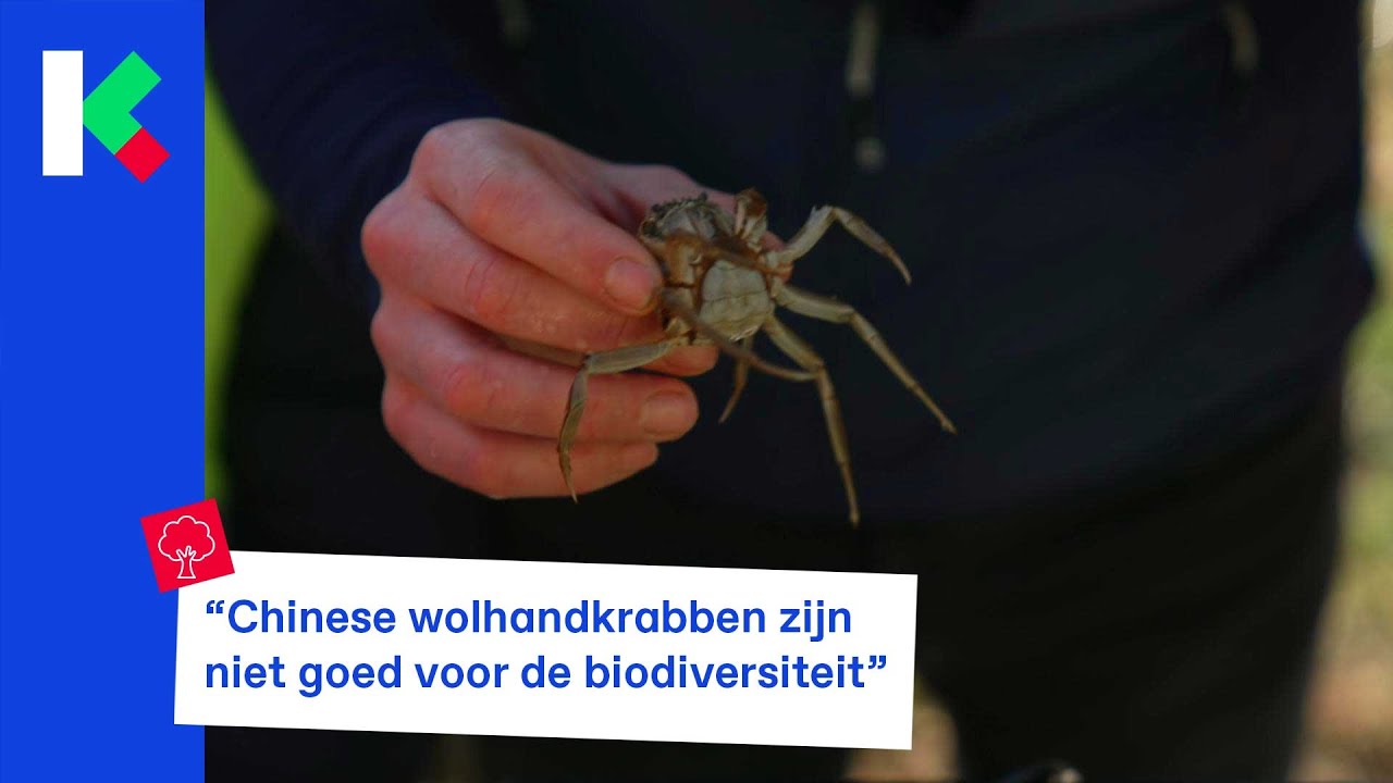 Chinese wolhandkrabben vangen in Grobbendonk - YouTube