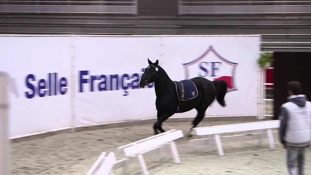 Cheval Normandie - Régional d'Automne 2015 - CARLOS MANCIAIS n°209 ...