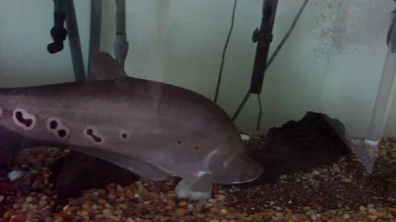 Feeding time for the terror of the tank,20"clown knife fish - YouTube