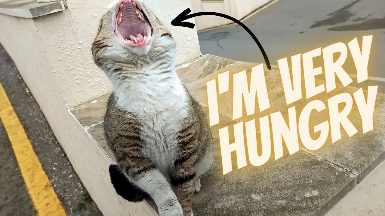 I'm Feeding the Hungry Stray Cat | This Stray Cat Is VERY HUNGRY ...