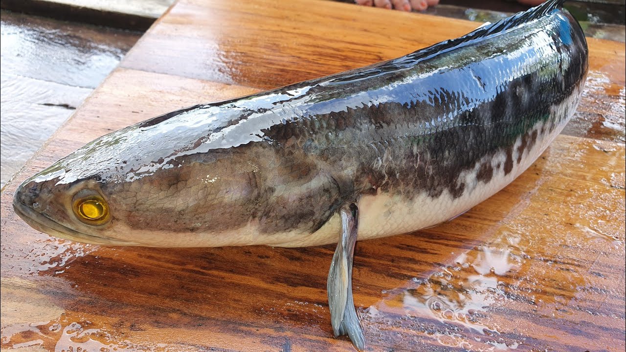 Don't use the old way !! there is a toman fish better cooked just ...