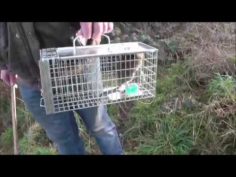 Rat caught in humane trap. - YouTube