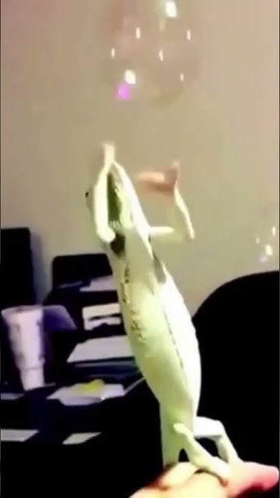 Chameleon Popping Bubbles! 😍 l Cute Pets And Animals 2021 - YouTube
